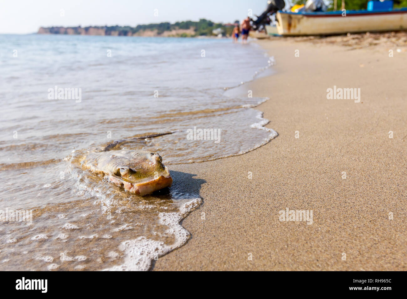 Carcass of dead, killed stingray with chop off wings is washed up by ...