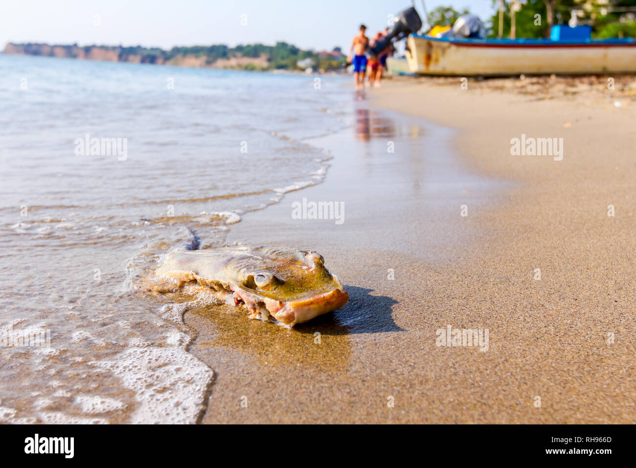 Tourists are looking carcass of dead, killed stingray with chop off ...