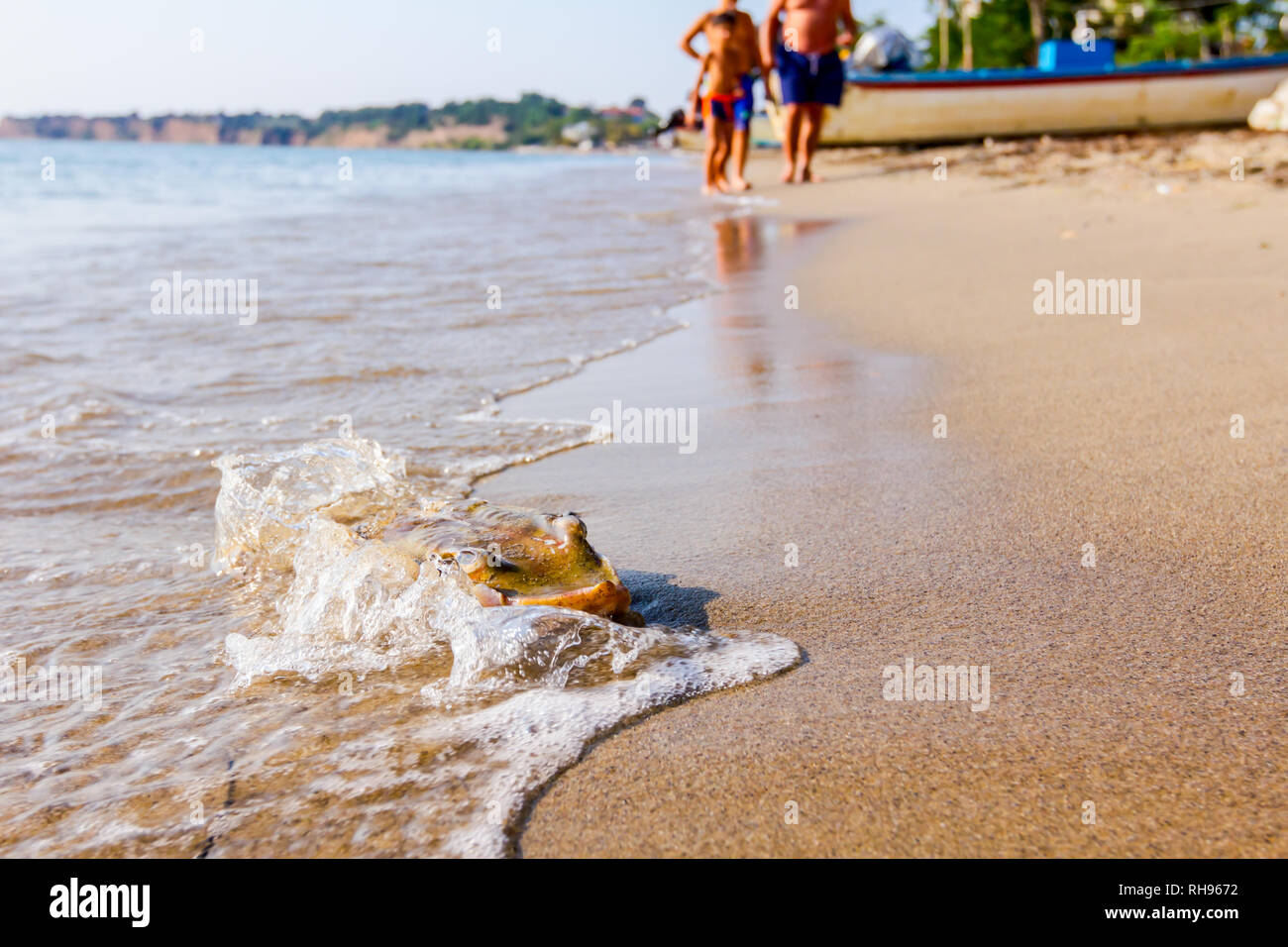 Tourists are looking carcass of dead, killed stingray with chop off ...