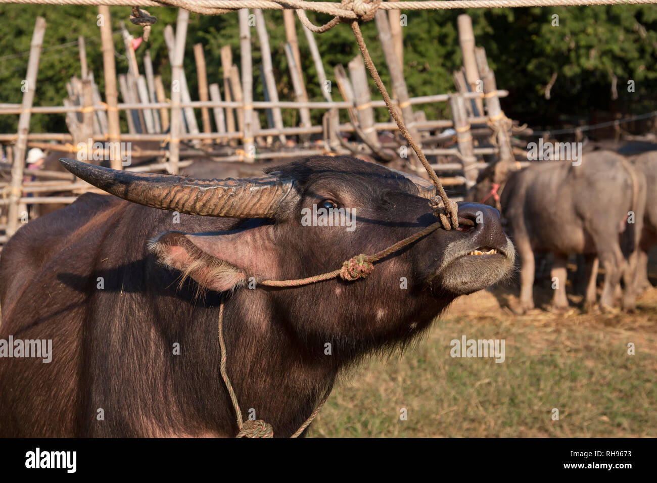 Water buffalo on a animal market San Patong, Province Chiang Mai in ...