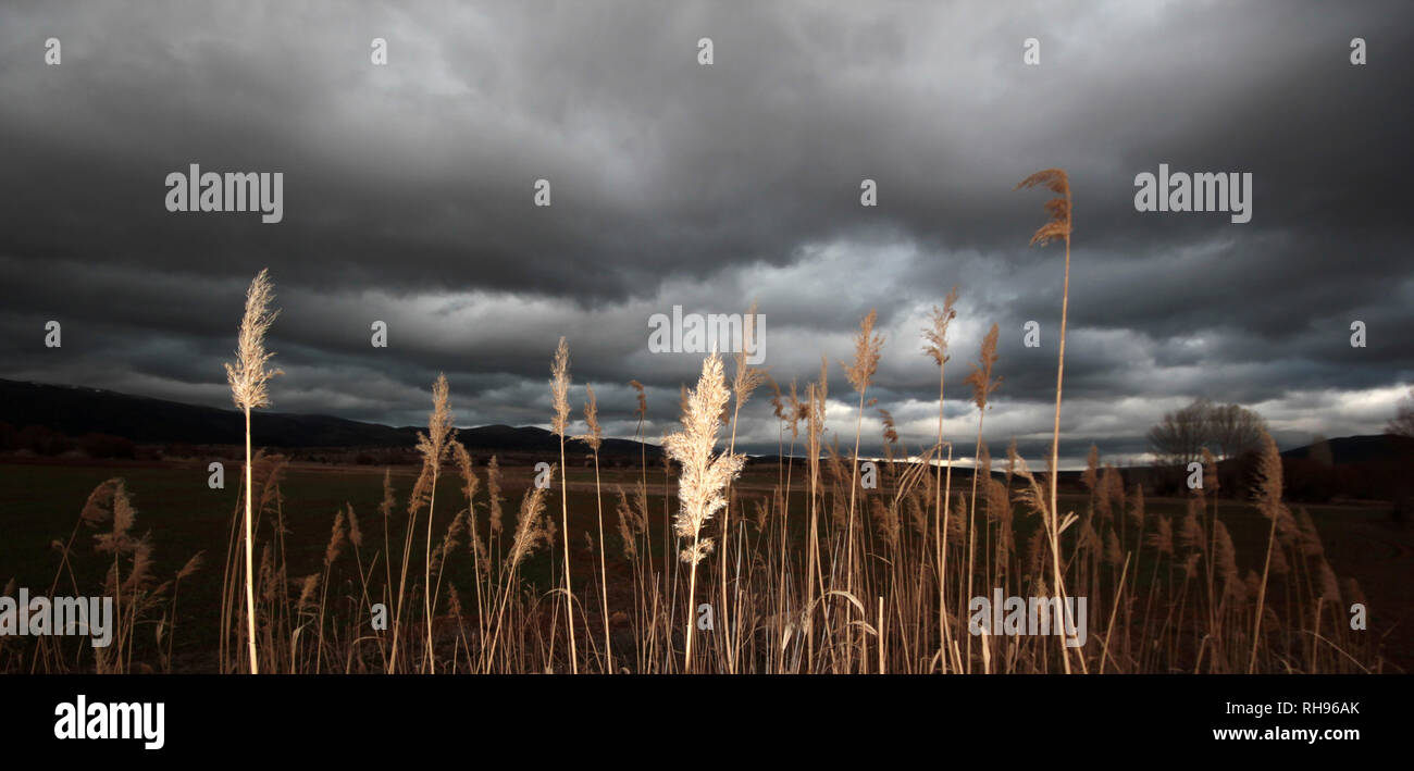 Straw bed feather hi-res stock photography and images - Alamy