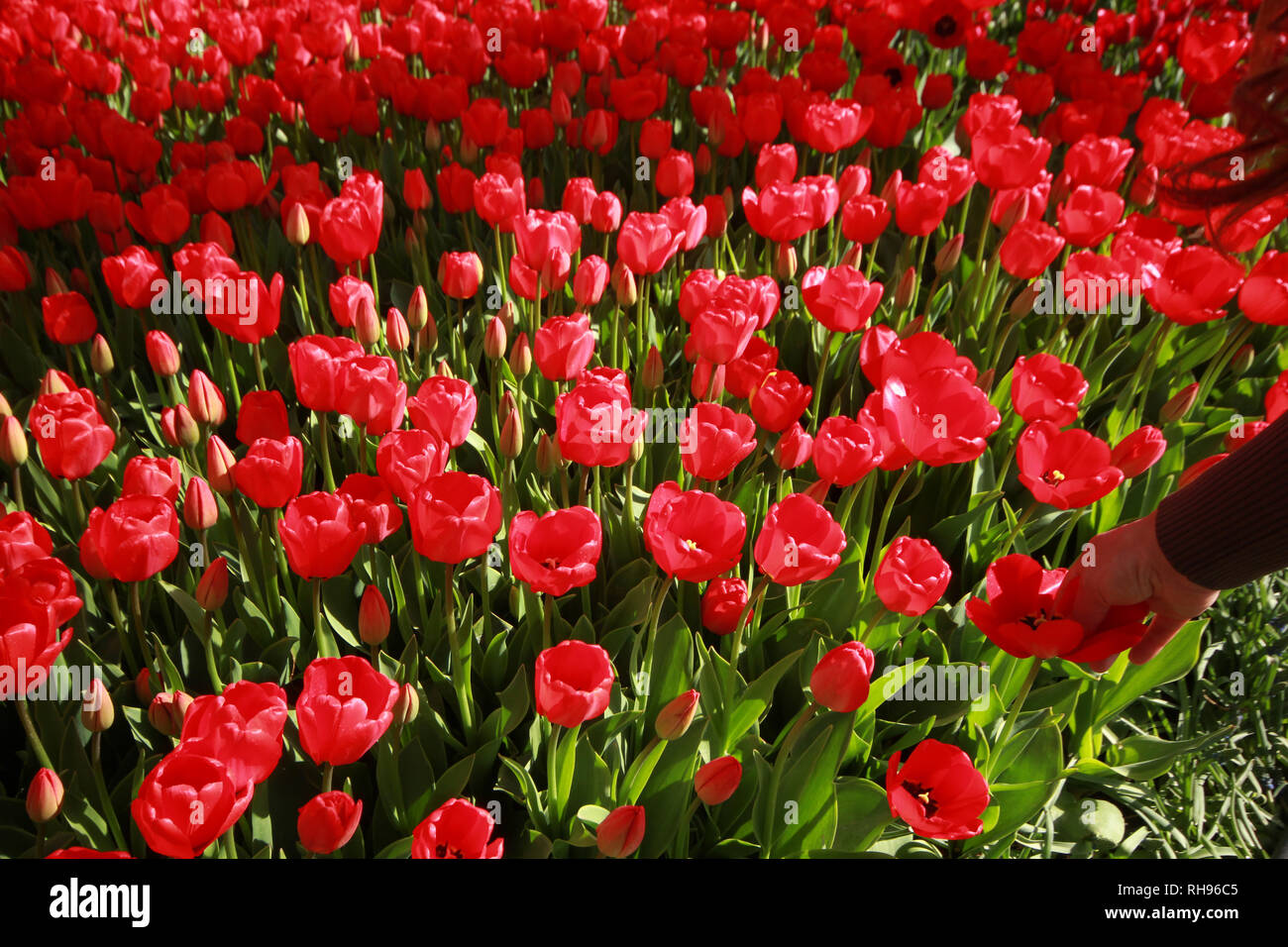 woman in tulip garden Stock Photo - Alamy