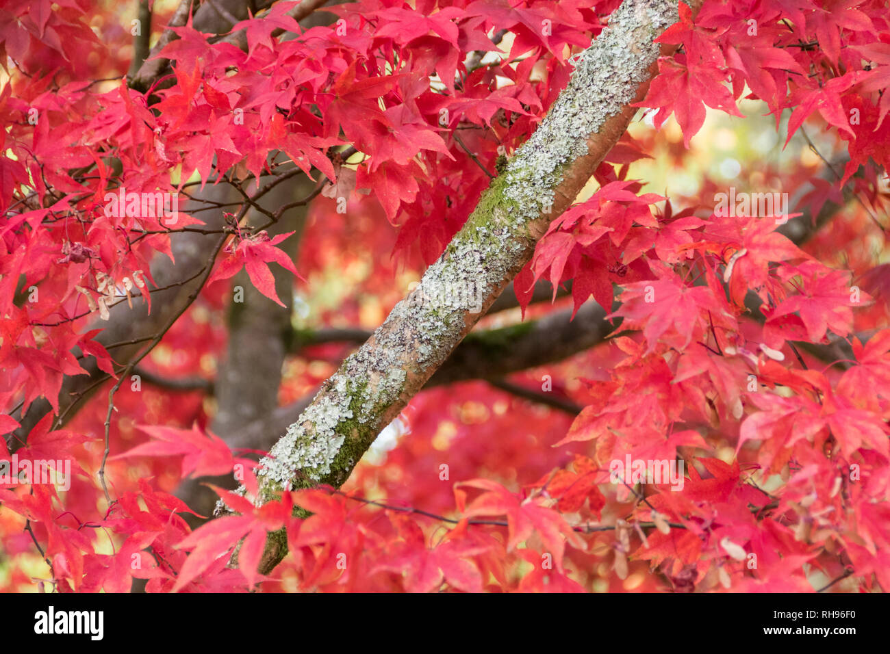 Lichen covered branch showing through a gap in the red leaves of a ...