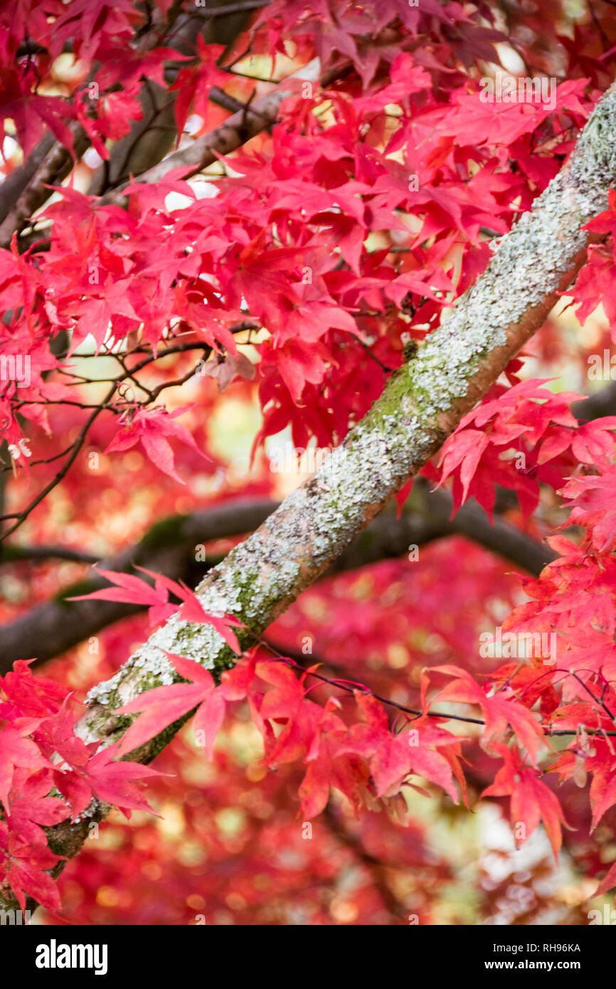 Japanese maple branch hi-res stock photography and images - Alamy