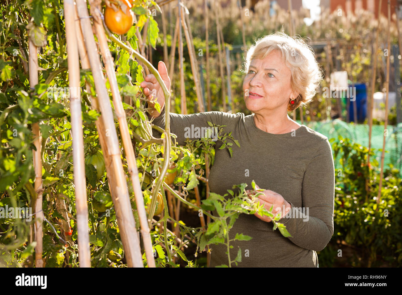Senior woman picking tomato hi-res stock photography and images - Alamy