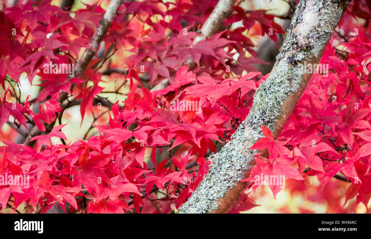 Lichen covered branch showing through a gap in the red leaves of a ...