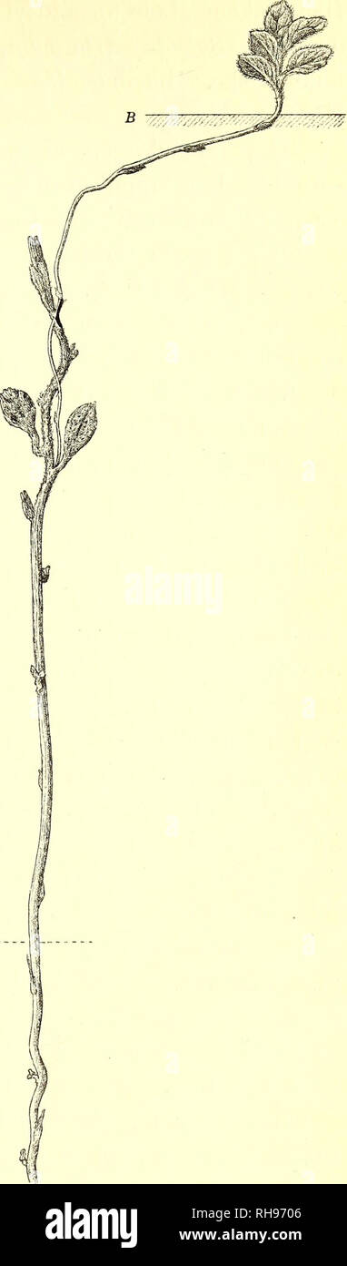 Cheirolepis High Resolution Stock Photography and Images - Alamy