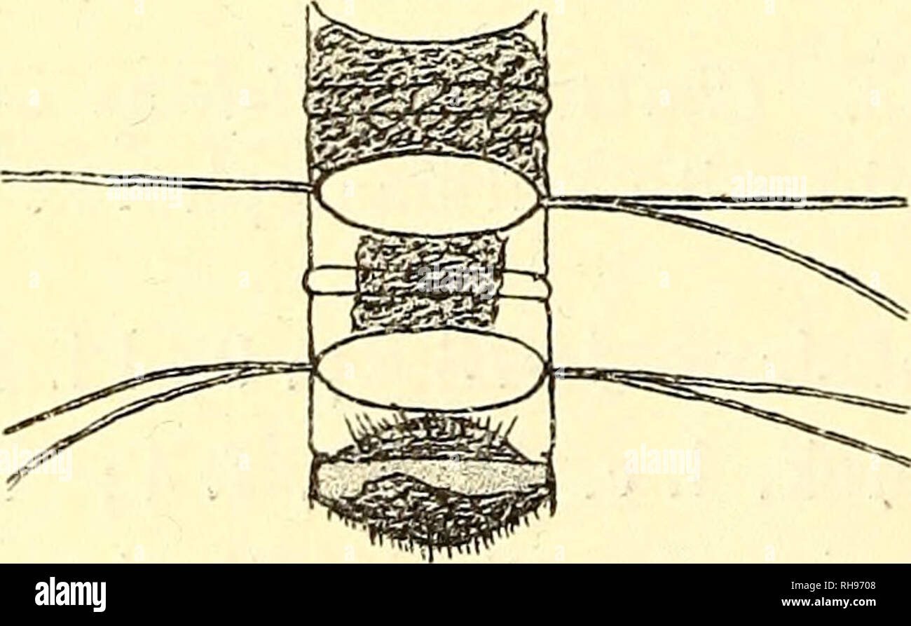 Characteristic awns hi-res stock photography and images - Alamy