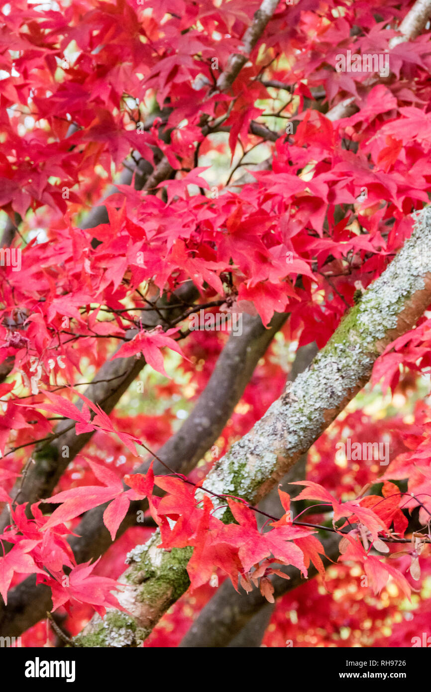 Lichen covered branch showing through a gap in the red leaves of a ...