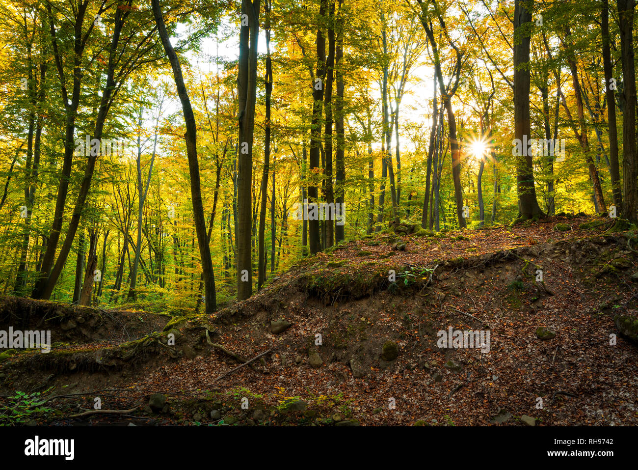 Yellowed Tree Leaves High Resolution Stock Photography and Images - Alamy