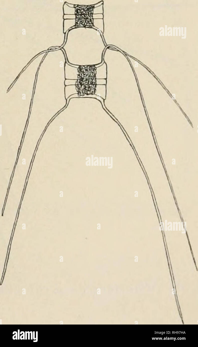 Protophyta hi-res stock photography and images - Alamy