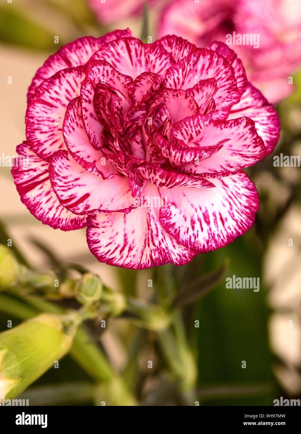 Closeup carnation hi-res stock photography and images - Alamy