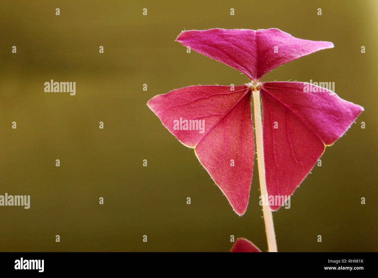 Red Clover, Oxalis triangularis Stock Photo - Alamy