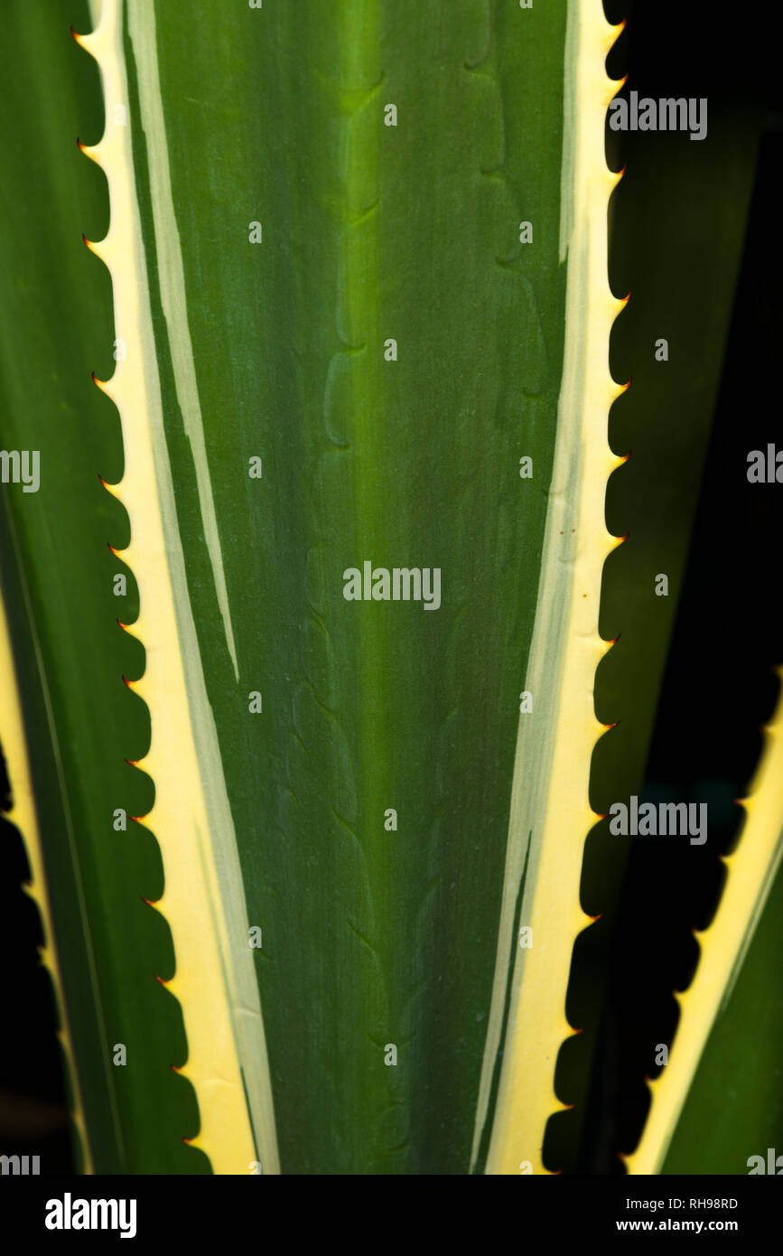 American aloe (Agave Americana Stock Photo - Alamy