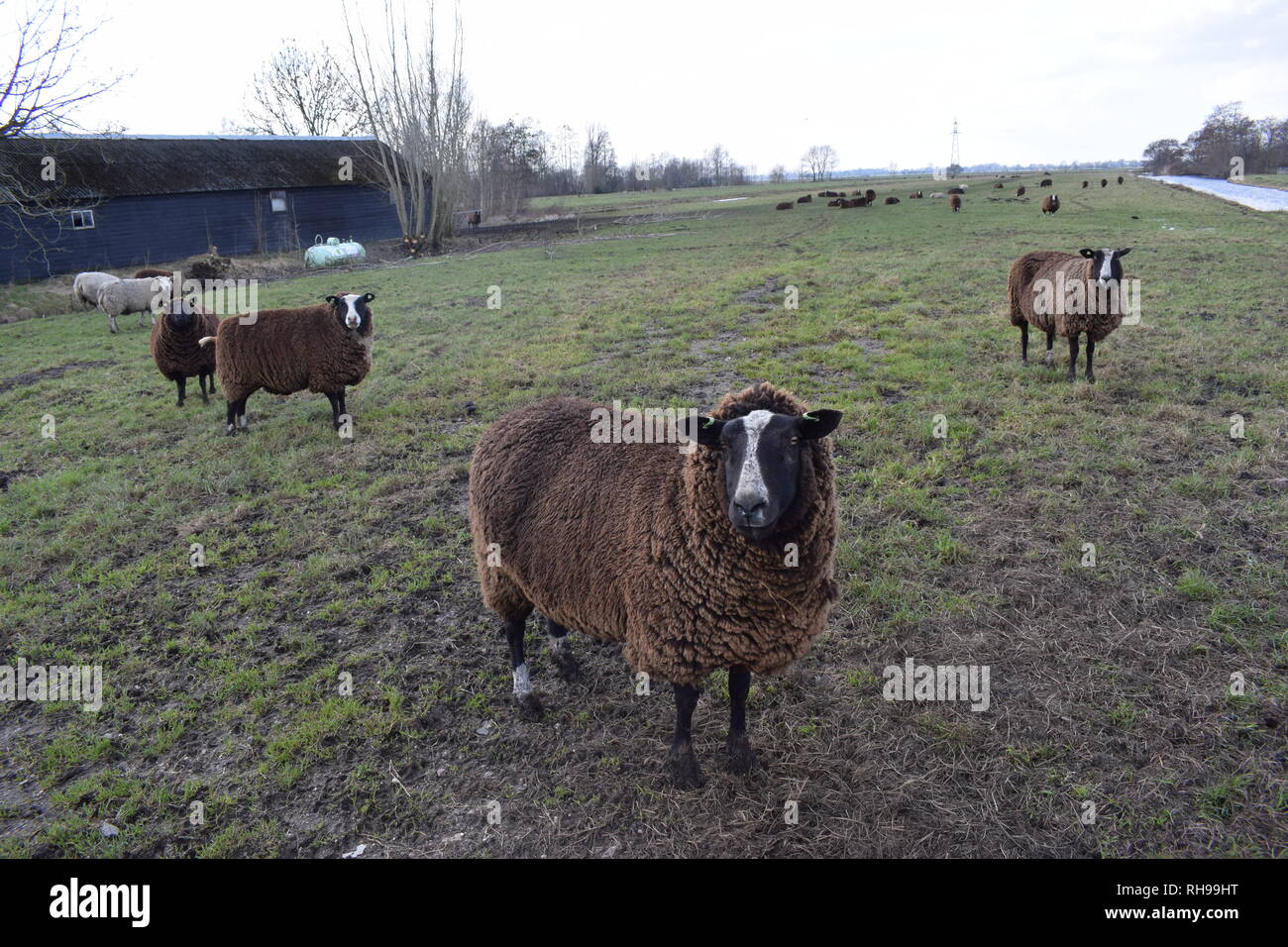 Good looking sheep hi-res stock photography and images - Alamy