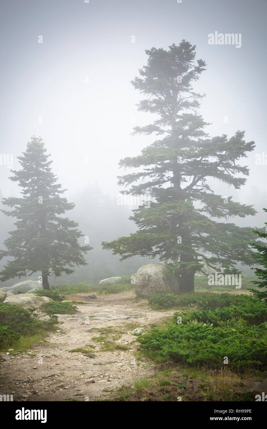 Pine Tree Photography Stock Photo - Alamy