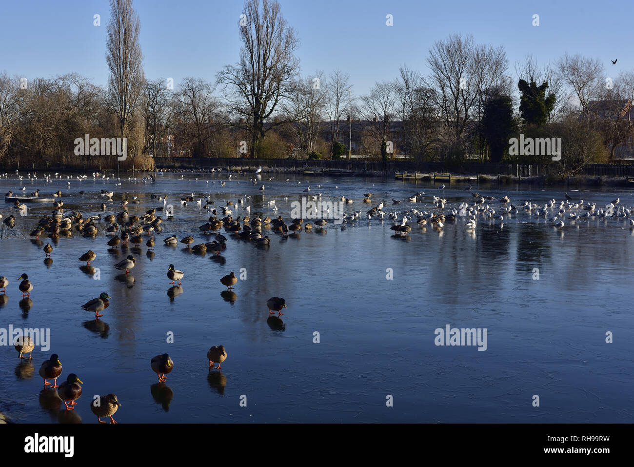 Winter scene, Albert Park lake,Middlesbrough, showing large numbers of ...