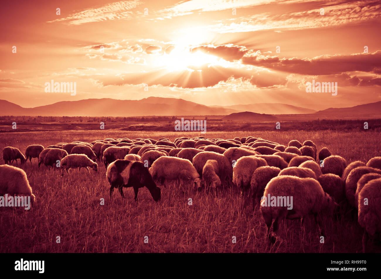 Photo of sheep on sunset. toned image Stock Photo - Alamy