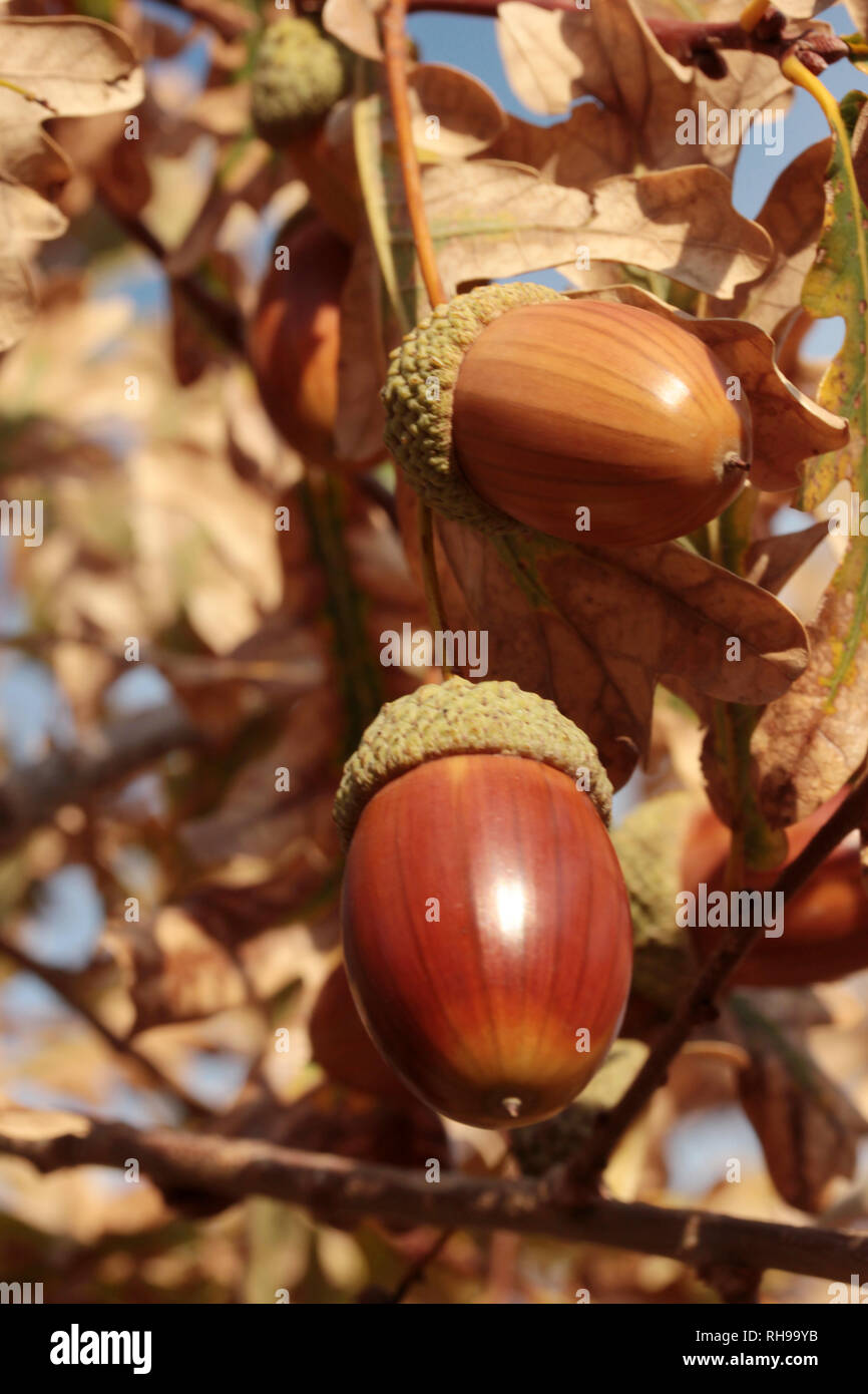 Fall Colors Acorns Stock Photo - Alamy