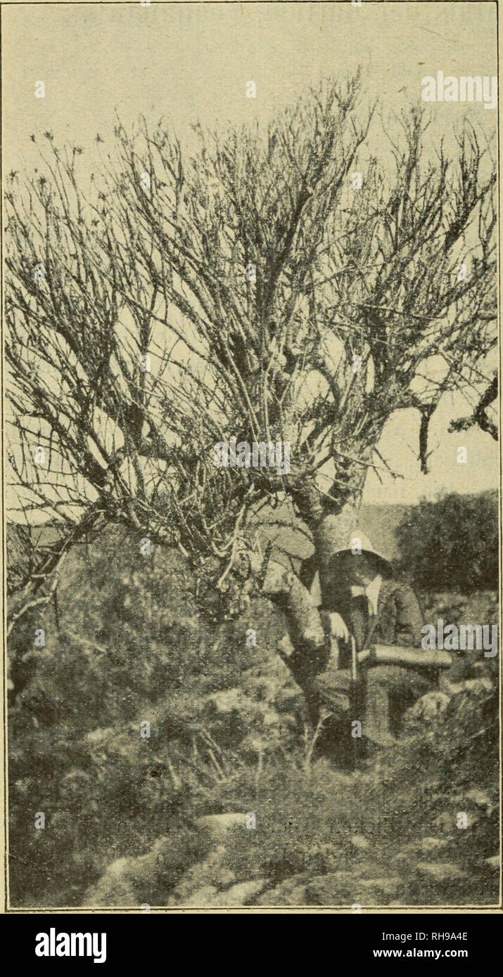 Langtriebe hi-res stock photography and images - Alamy