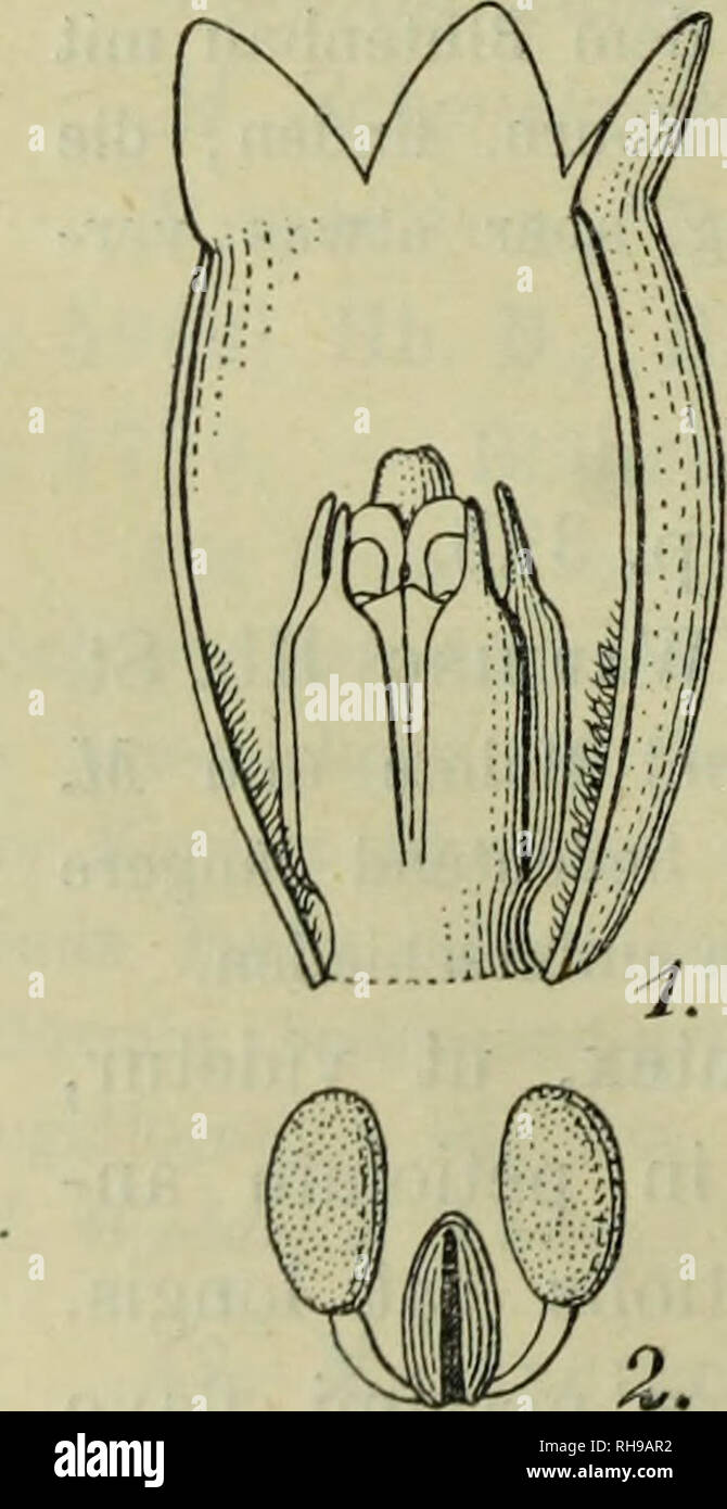 Ligulatae hi-res stock photography and images - Alamy