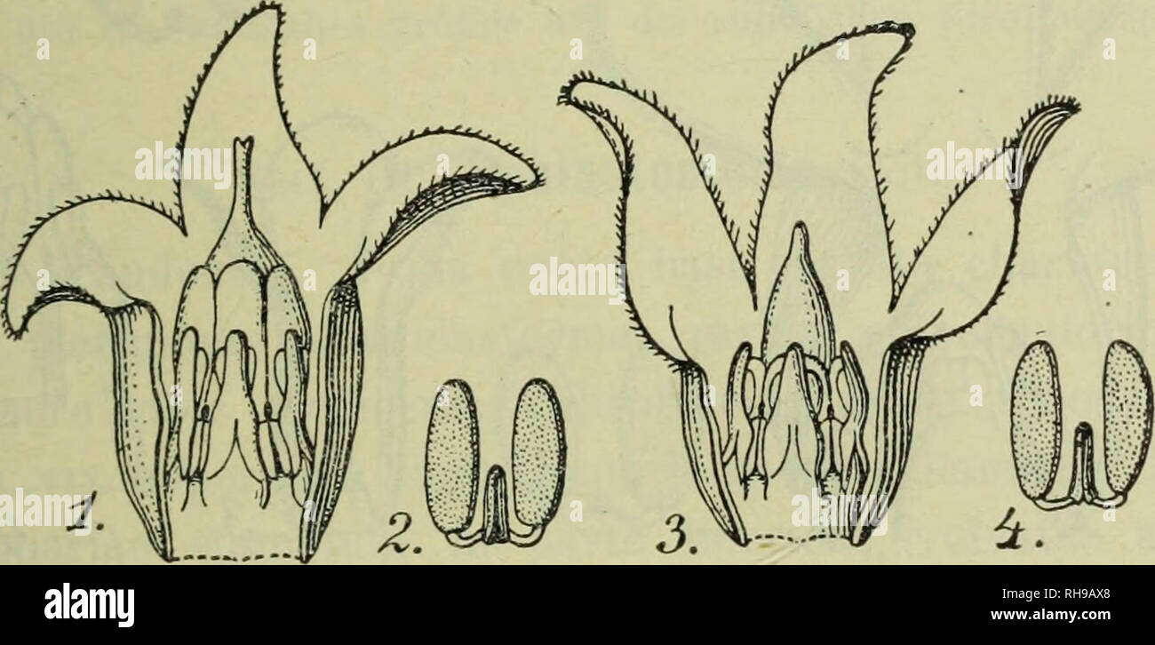 Stammpflanze hi-res stock photography and images - Alamy