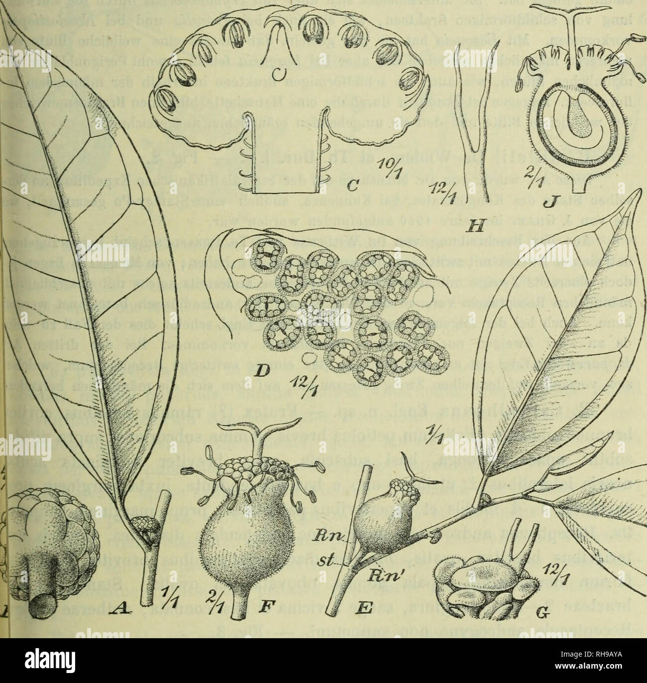 Brácteas de flores hi-res stock photography and images - Alamy