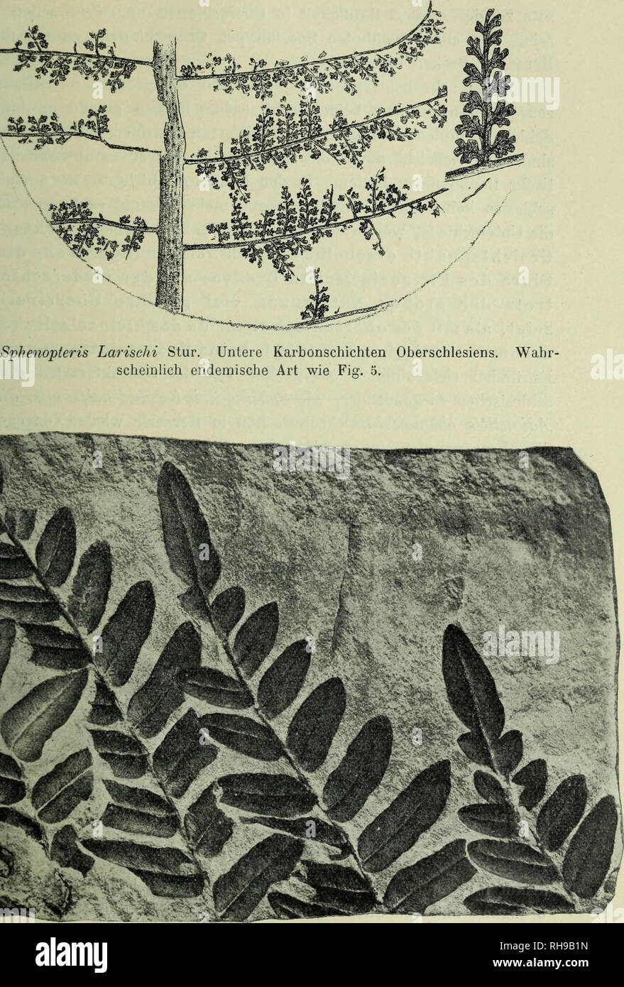 Neuropteris hi-res stock photography and images - Alamy