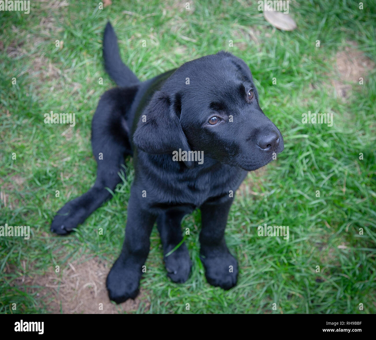 Black Labrador Puppy Show Quality at Charles Gilley blog