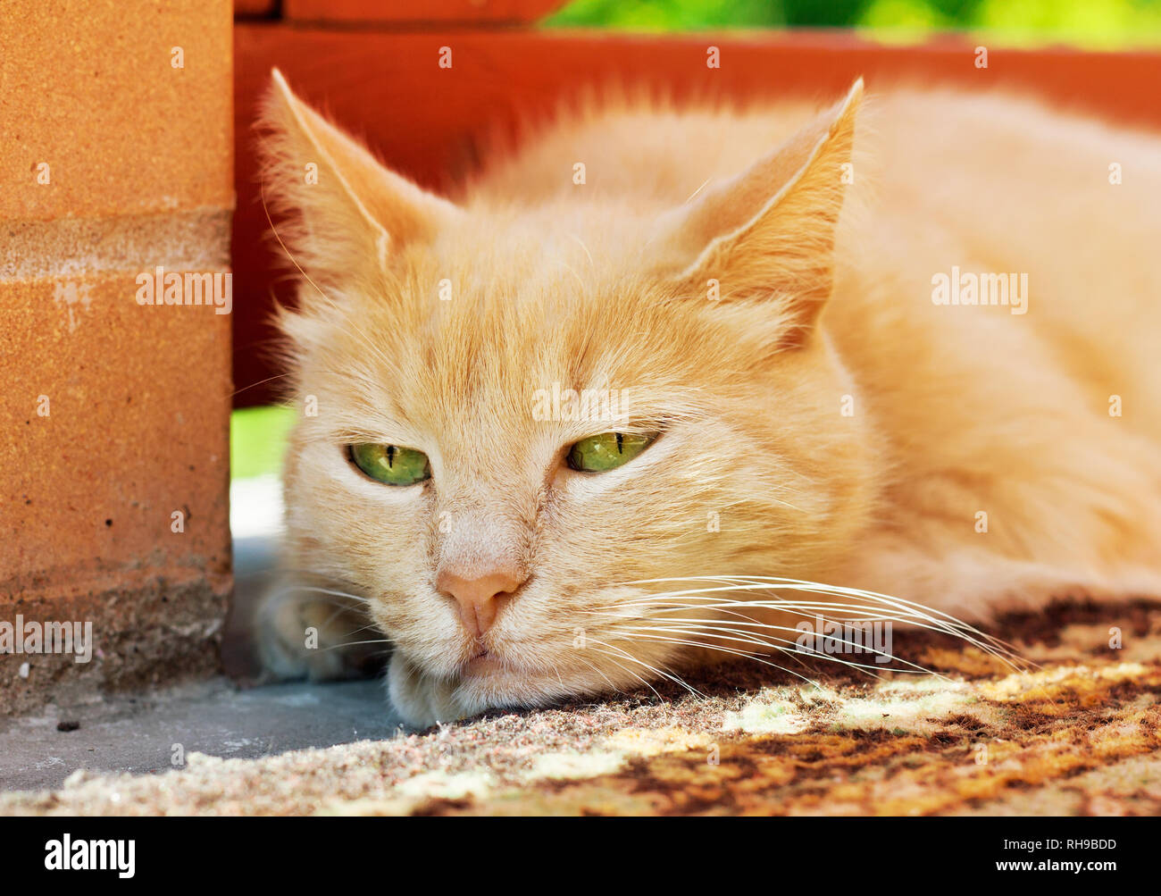 Ginger cat looking sad hi-res stock photography and images - Alamy