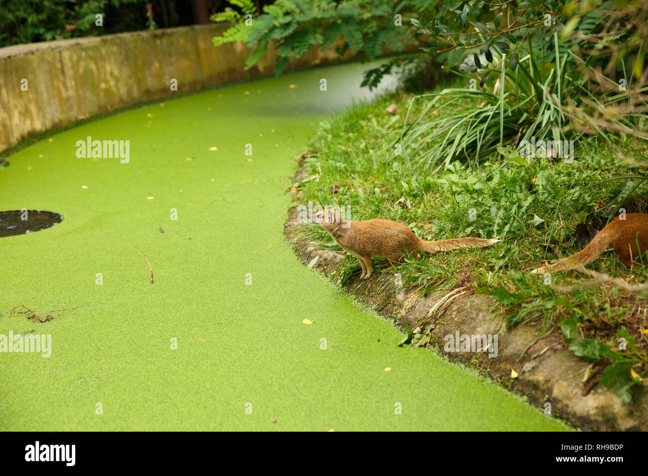 Canal green algae hi-res stock photography and images - Alamy