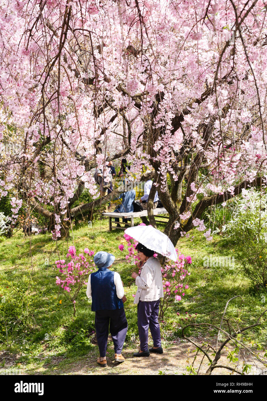 Viewing Sakura in Kyoto Stock Photo - Alamy