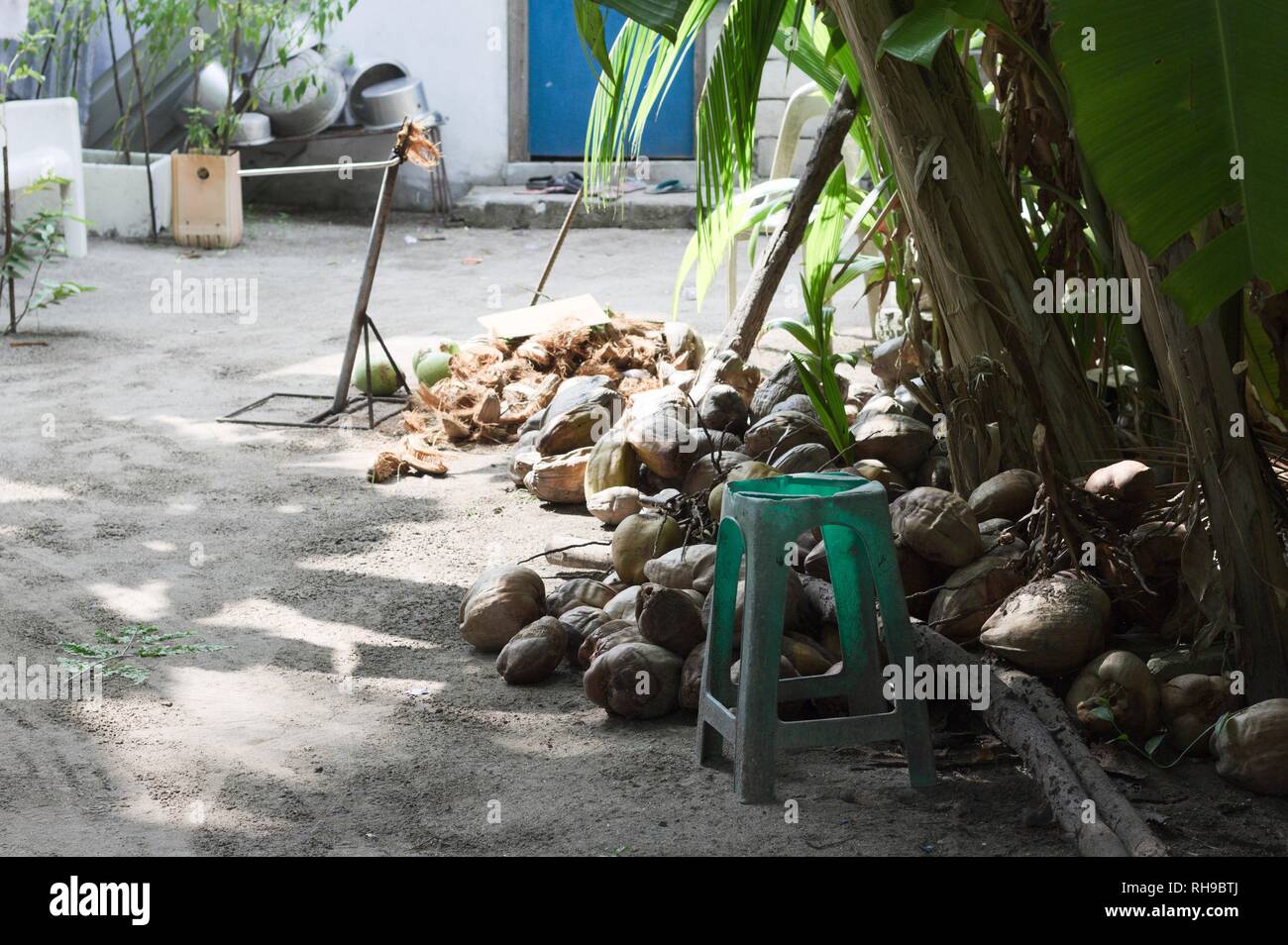 A lot of coconuts on the ground in a maldivian street (Ari Atoll ...