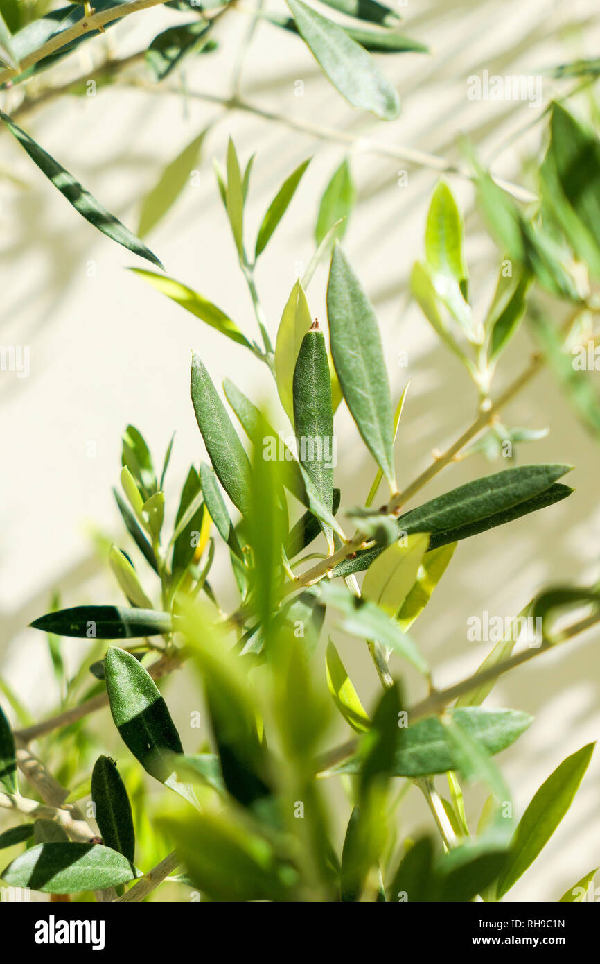 Olive tree and sunshine - gardening, nature background and ...