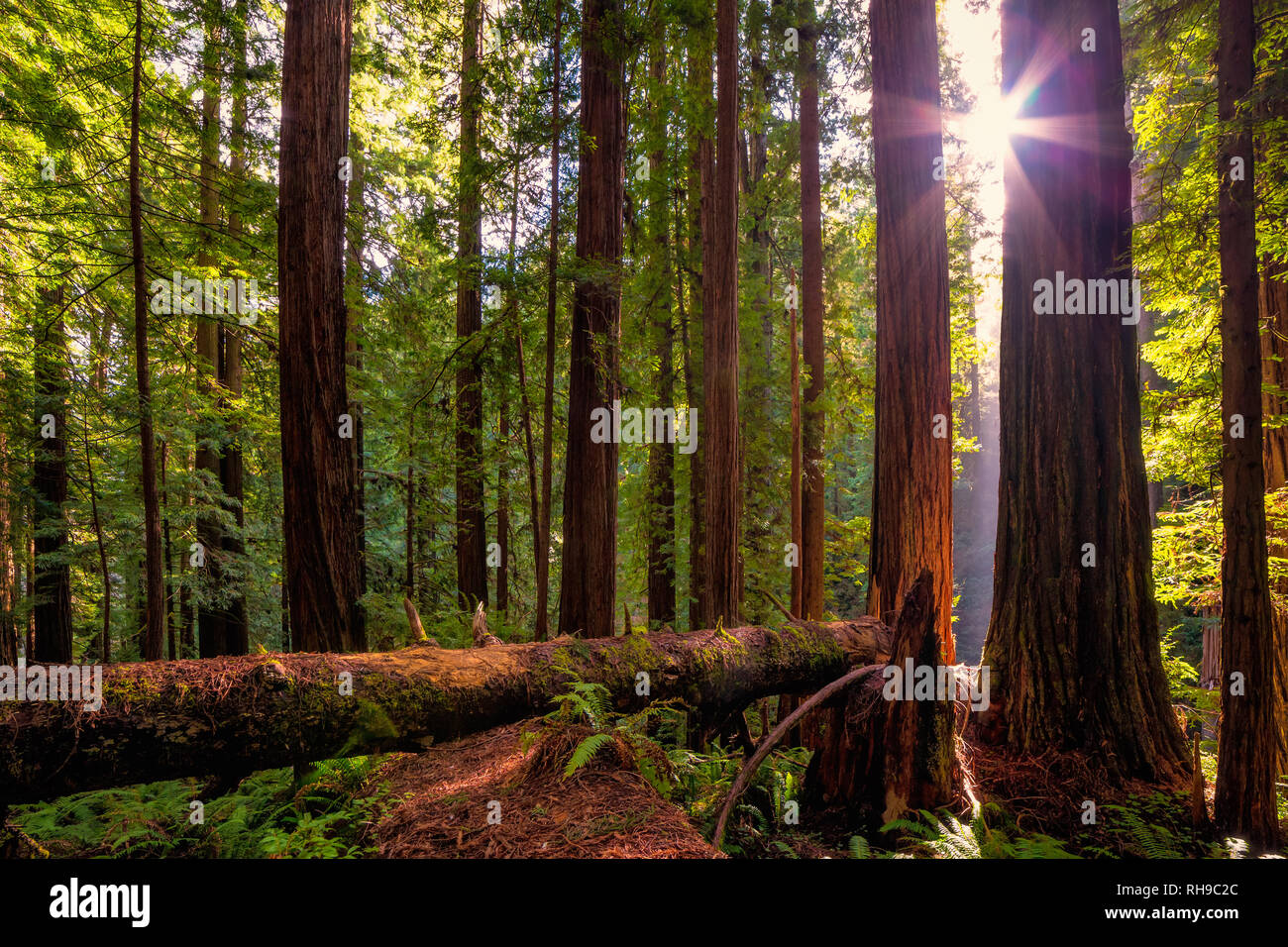 Color image of a redwood forest. Northern California, USA Stock Photo ...