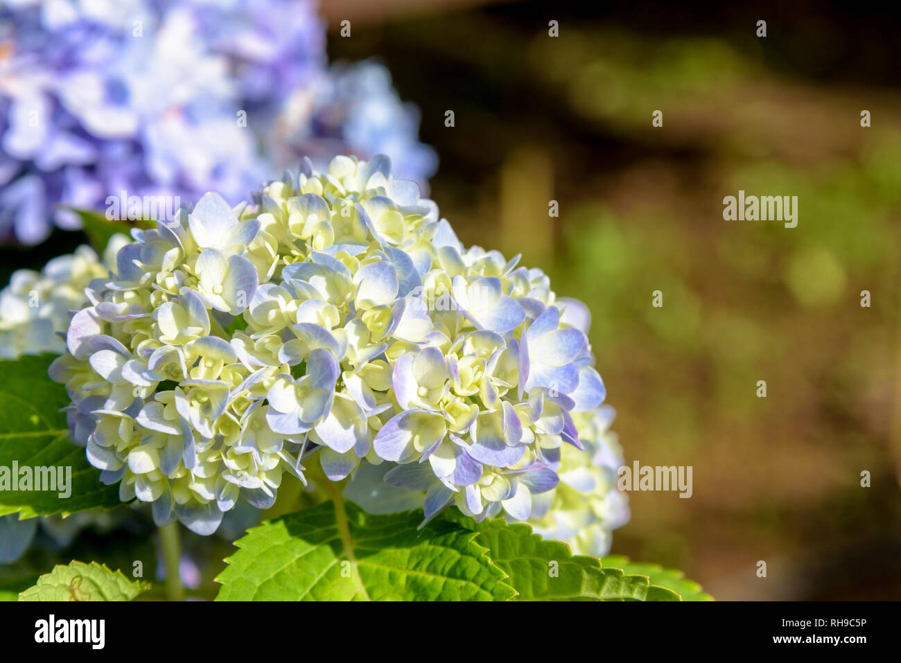 Hortensia group hi-res stock photography and images - Alamy