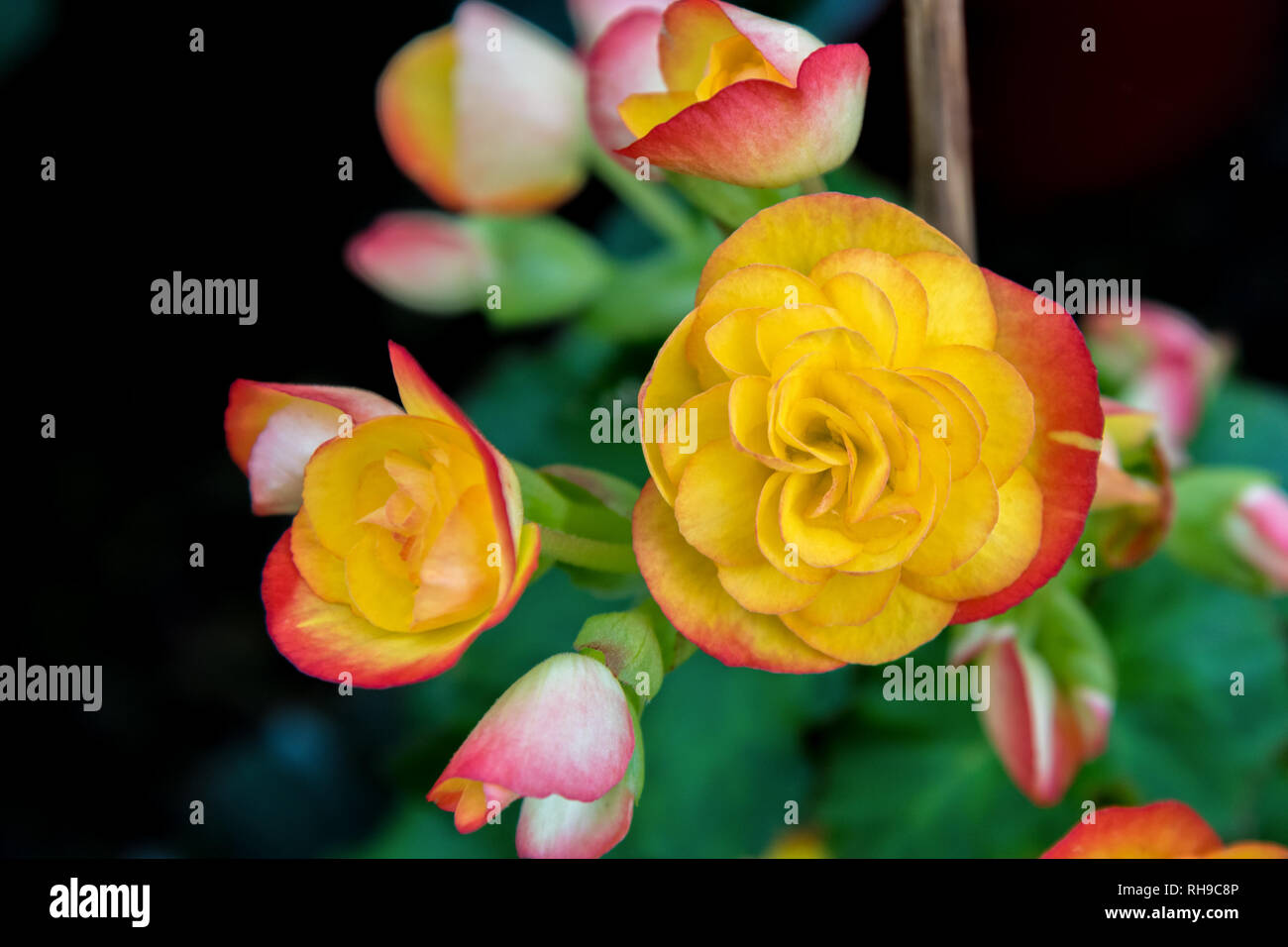 Close-up beautiful yellow and red group Begonia flower Stock Photo - Alamy