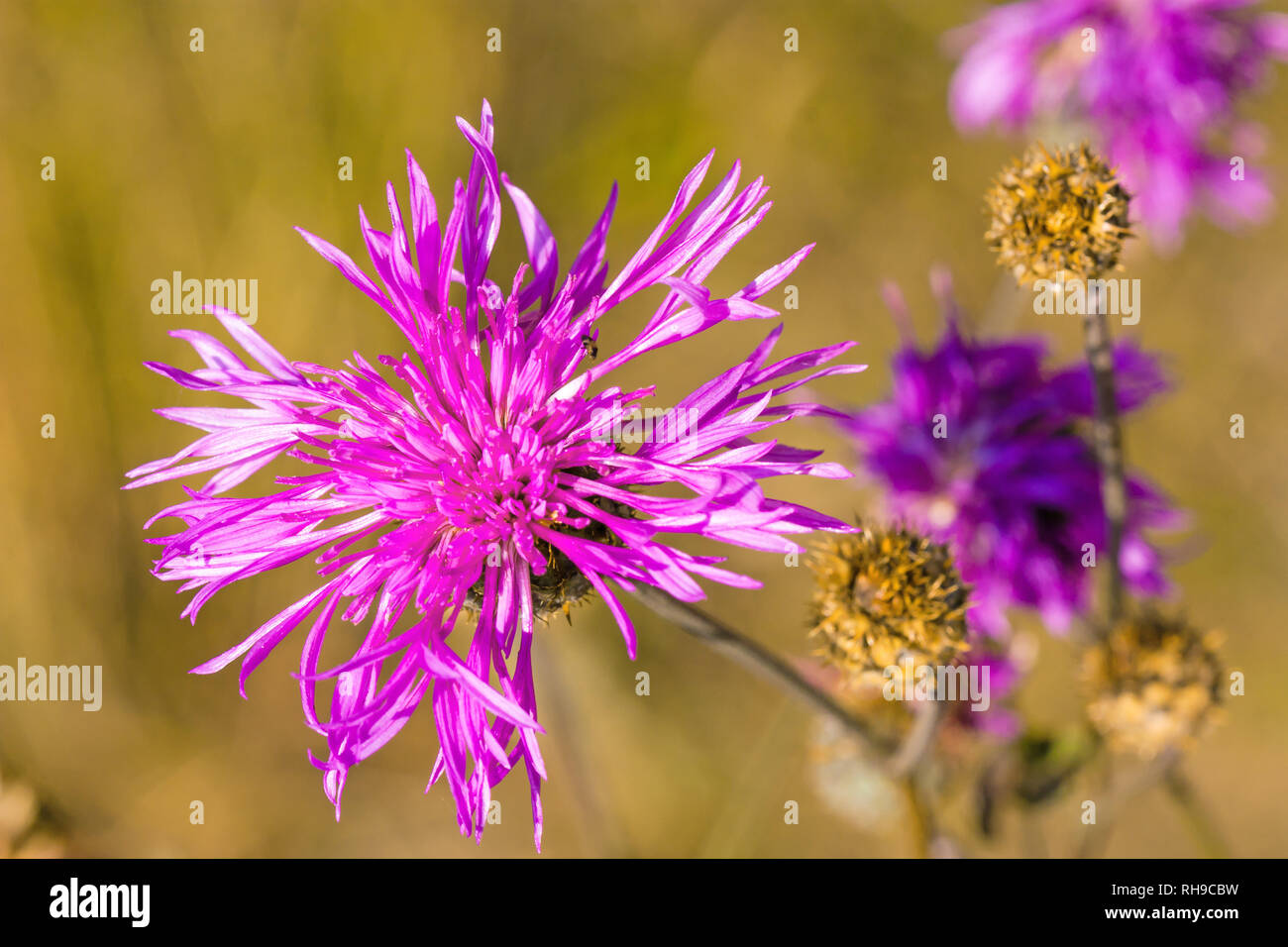 Autumn wild flower hi-res stock photography and images - Alamy