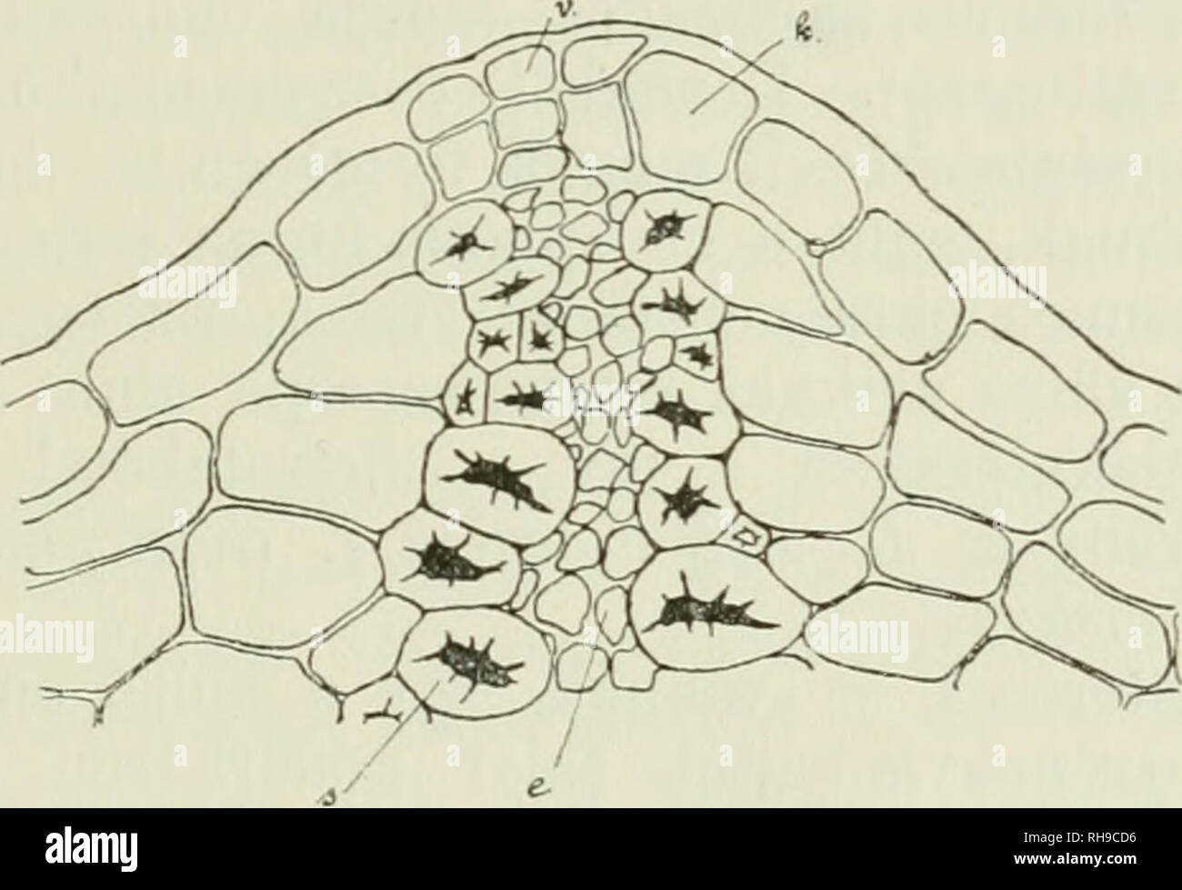 . Botanikai kzlemnyek. Plants; Plants -- Hungary. A PAPILIONATAE ...
