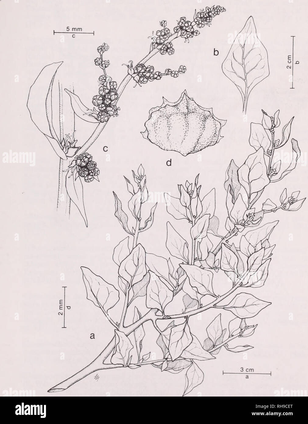 Atriplex lentiformis leaf hi-res stock photography and images - Alamy