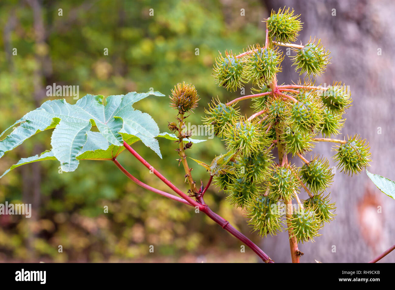 Inflorescence castor bean oil hi-res stock photography and images - Alamy
