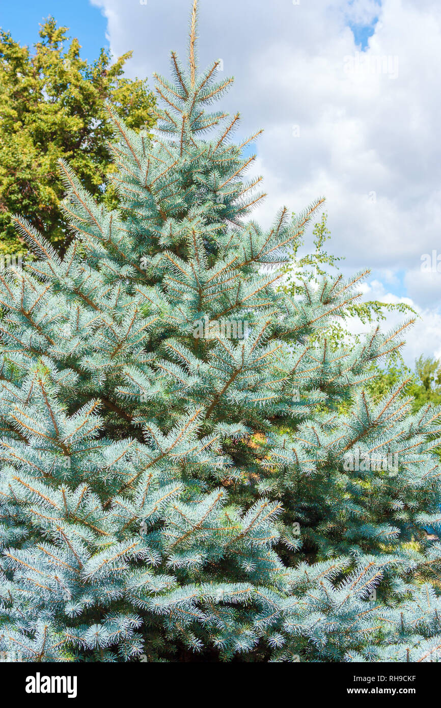 Nature background with blue spruce tree Stock Photo - Alamy