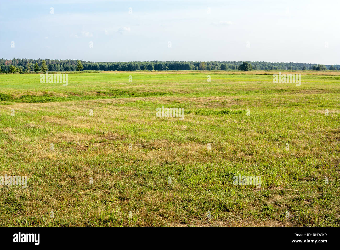 Summer landscape with wild grassland field Stock Photo - Alamy