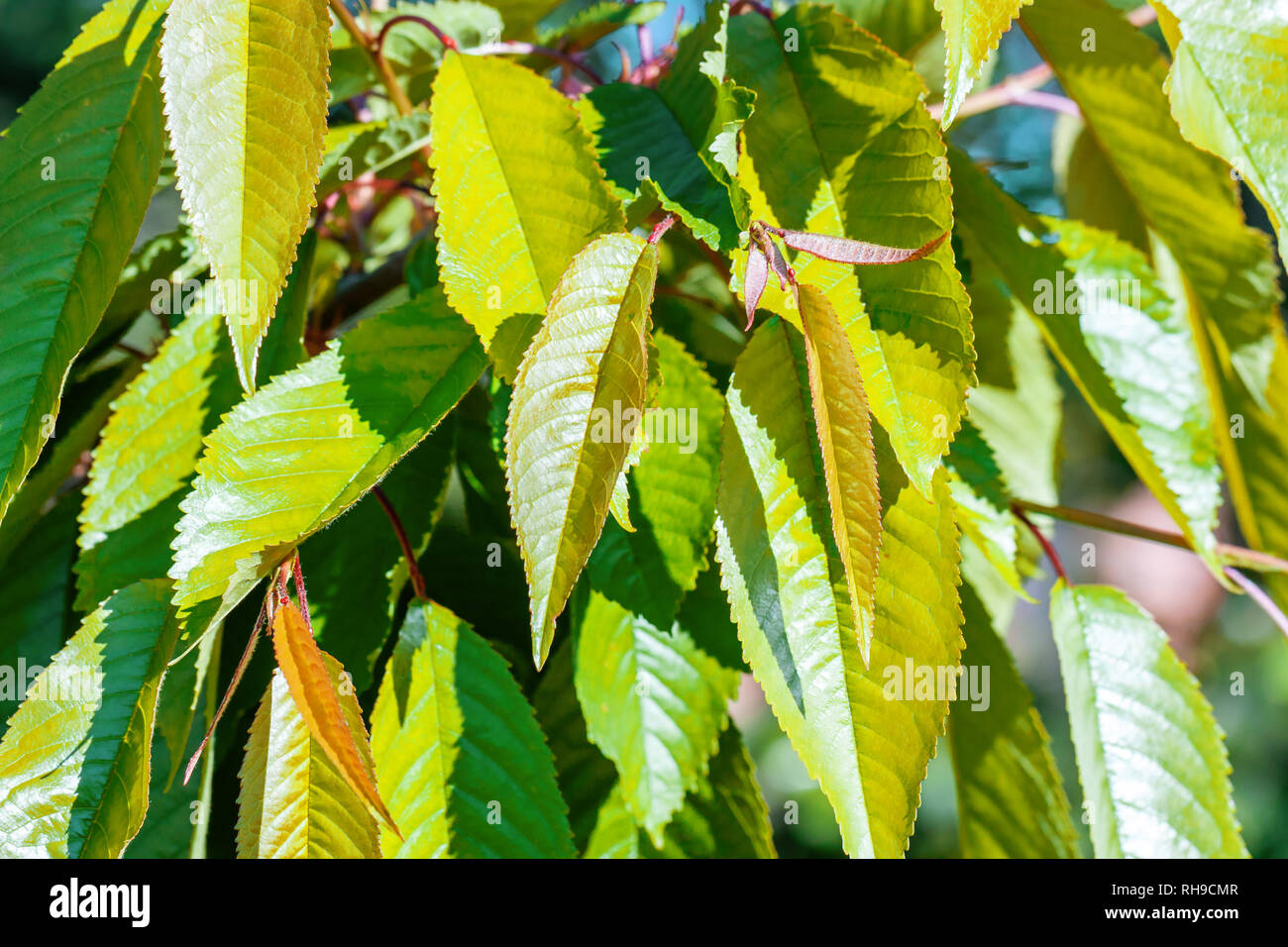 Nature background with green cherry tree leaves Stock Photo - Alamy
