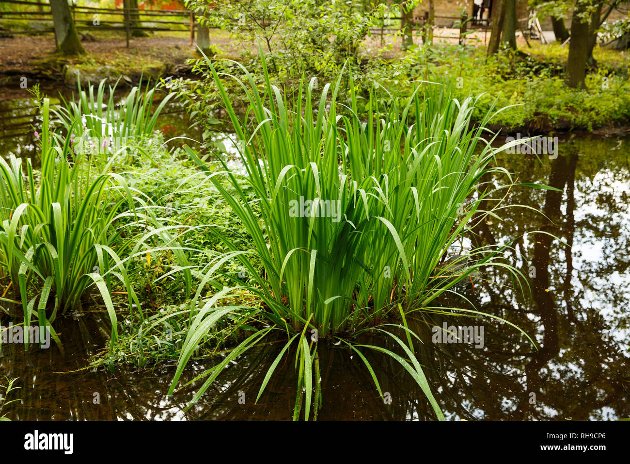 Rural scene at Skansen, the first open-air museum and zoo, located on ...