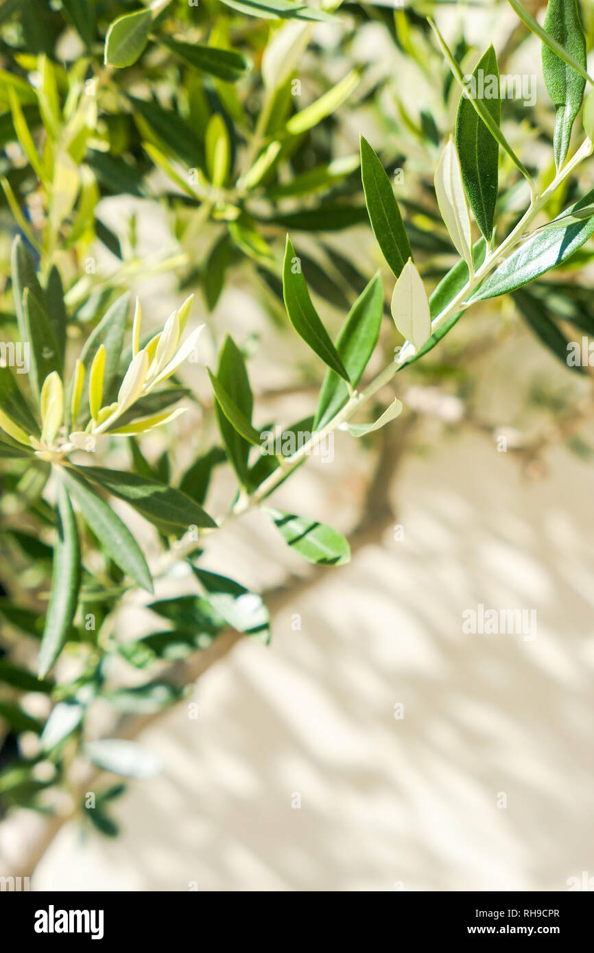 Olive tree and sunshine - gardening, nature background and ...