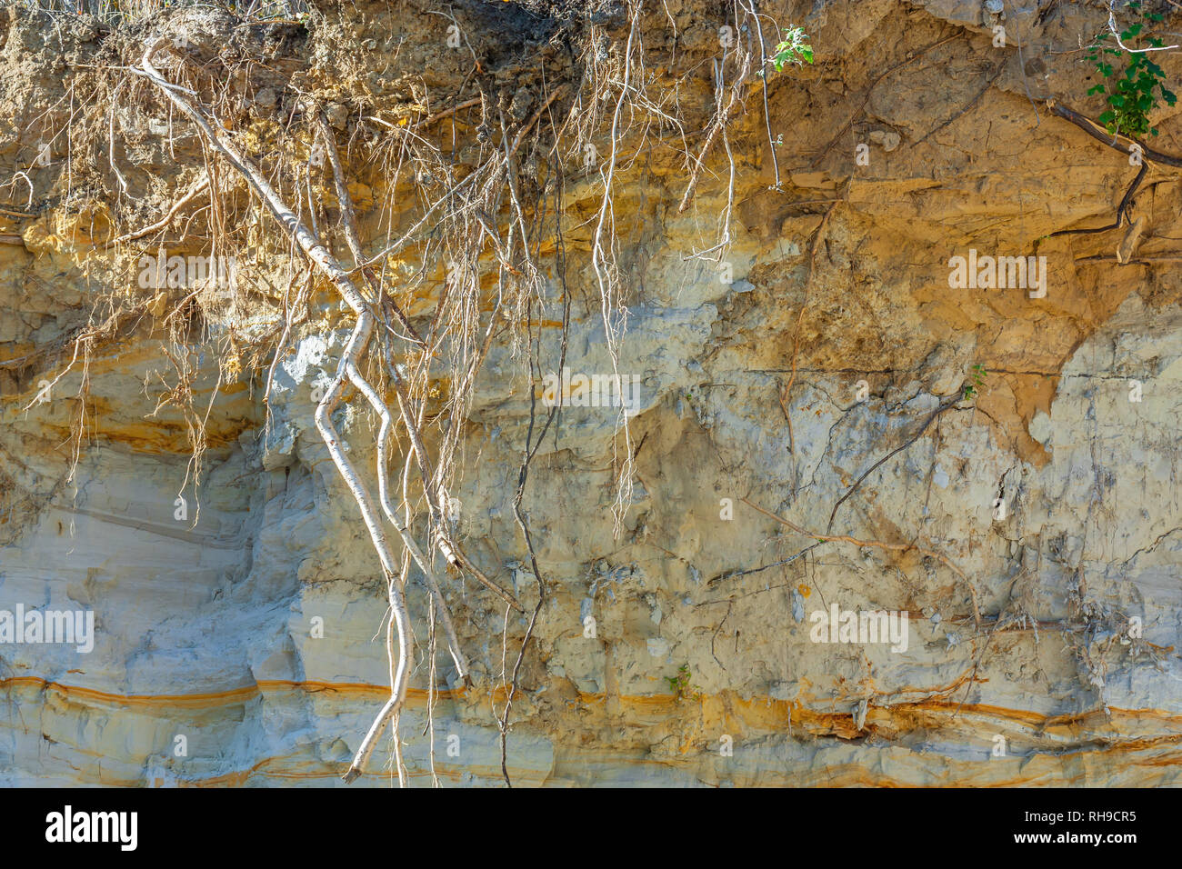 Root pit hi-res stock photography and images - Alamy