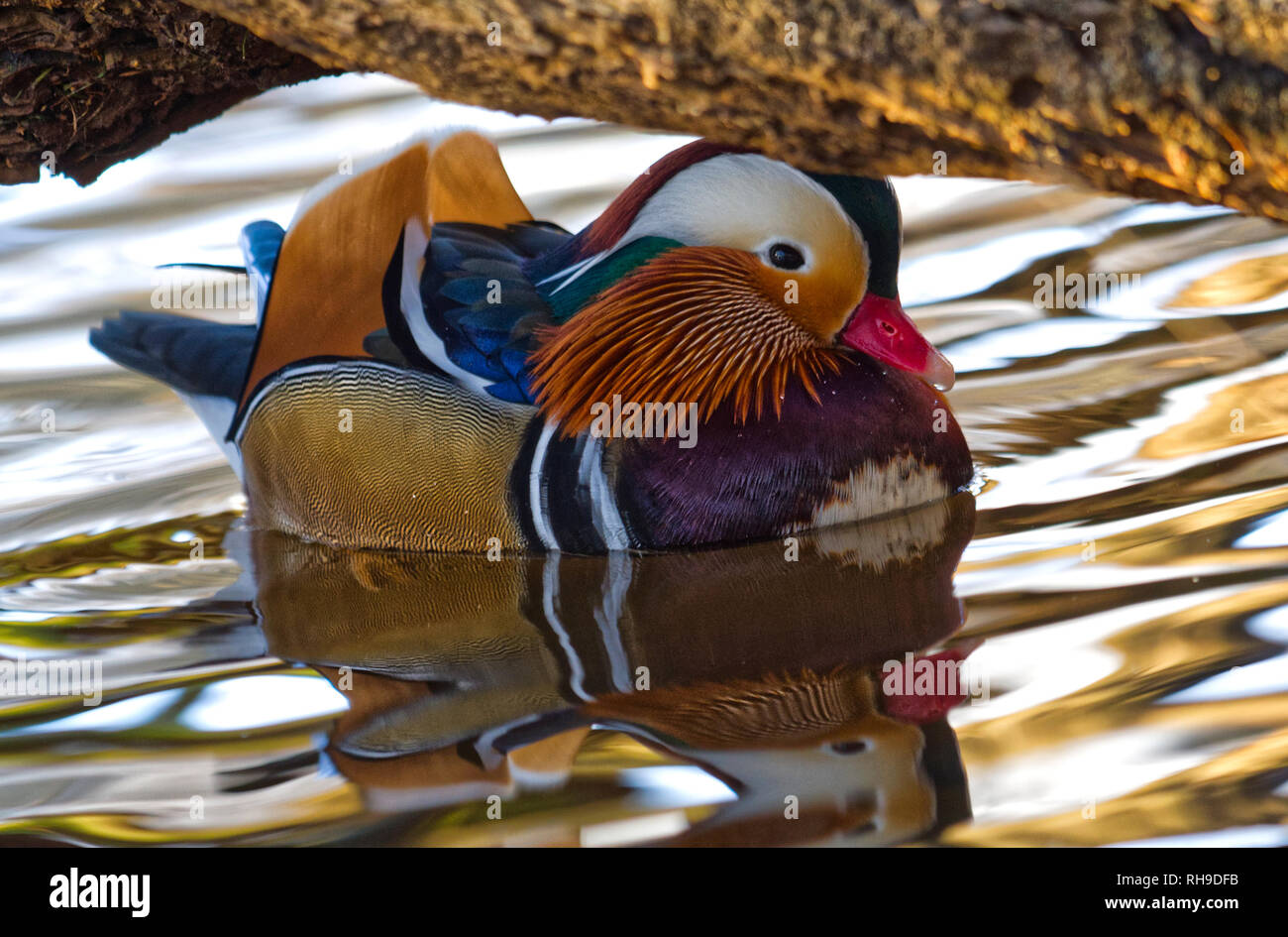 Ornate duck hi-res stock photography and images - Alamy