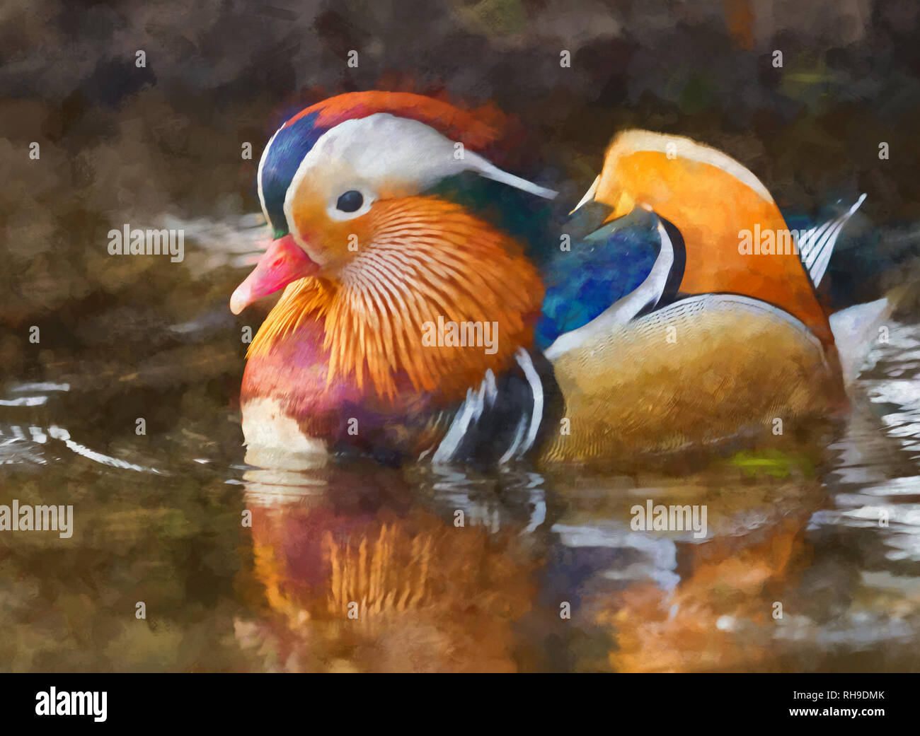 Ornate duck hi-res stock photography and images - Alamy