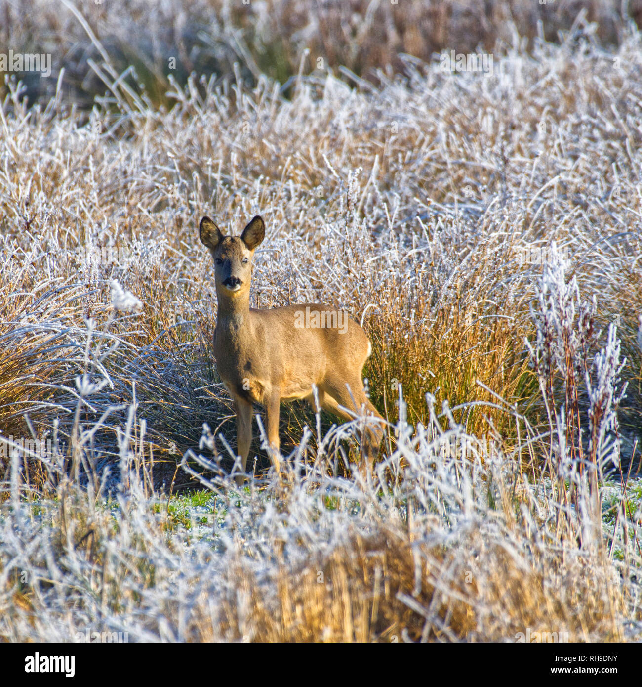 European Roe Deer Stock Photo - Alamy